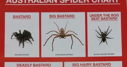 I Have Seen The Whole Of The Internet: Australian Spider Chart