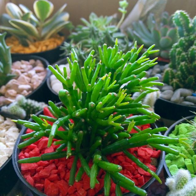 Arti Tanaman Sukulen | Teraria