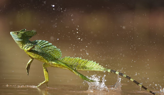 Plumed Basilisk | The Biggest Animals Kingdom
