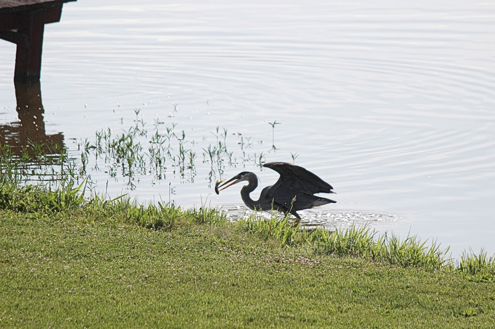 Crane Catching A Fish - 8 Photos