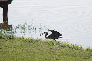 Crane Catching A Fish - 8 Photos