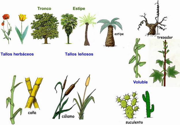 Blog del Centro Escolar "Clarisa Cárdenas": Quinta Unidad Los seres ...