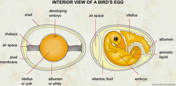 Knowledge Class: Development of Chick