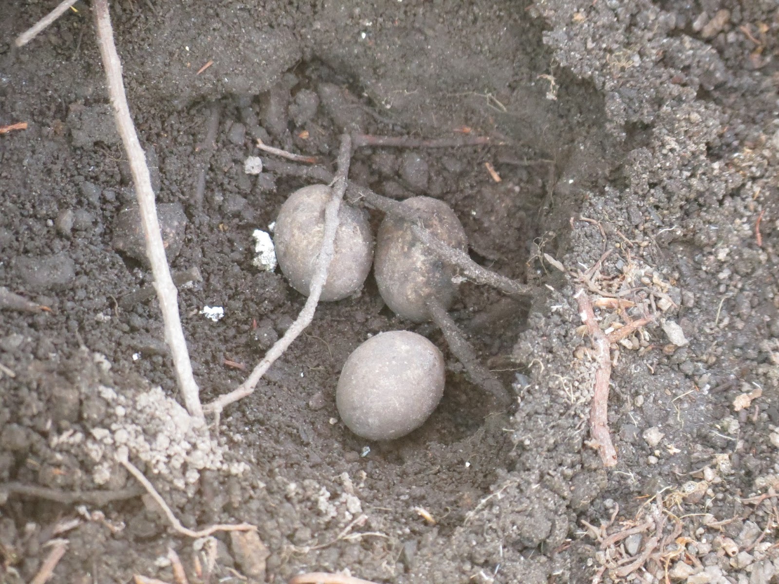 Winged Things: A Five-lined Skink Nest