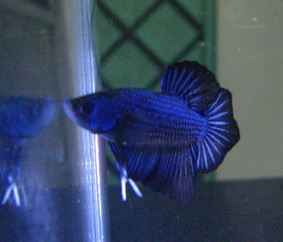 The secret life of a CHARMed one...: BETTA BETTAS (Better Bettas)