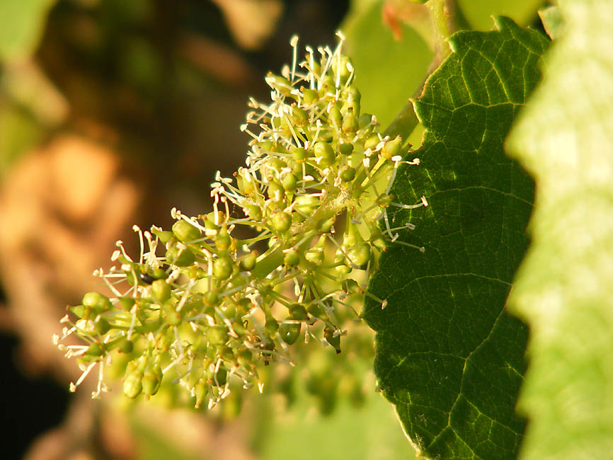 Days on the Claise: Grape Flowers