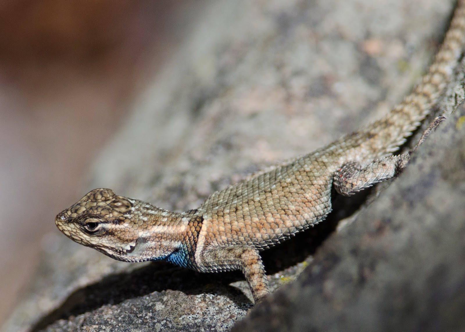 Gordon's Birding Adventures: A Graham County Weekend - Part 1