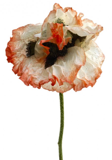 Something: Rachel Lévy