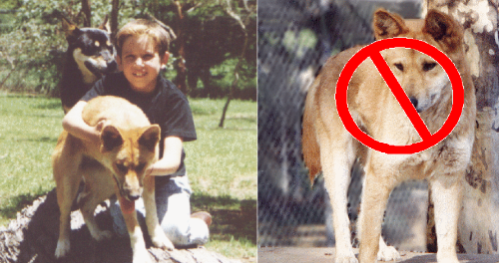 Dingo Lady: A simplified explanation of the Dingo’s situation in Australia