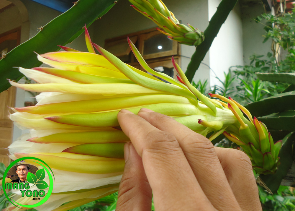 Bunga buah naga mekar di taman