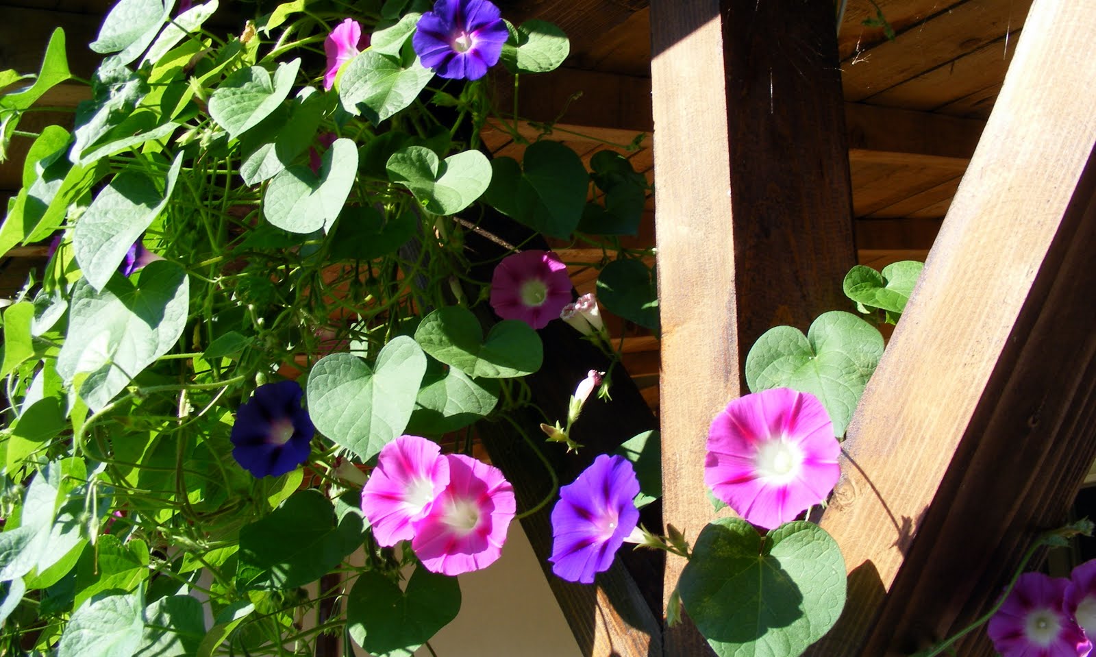 Gradina unui amator: Zorele