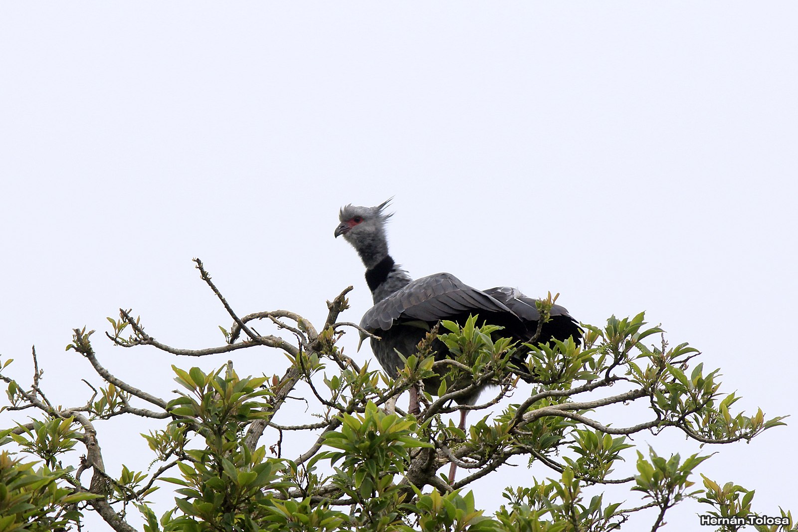 Aves Bonaerenses: Reserva Natural Guardia del Juncal