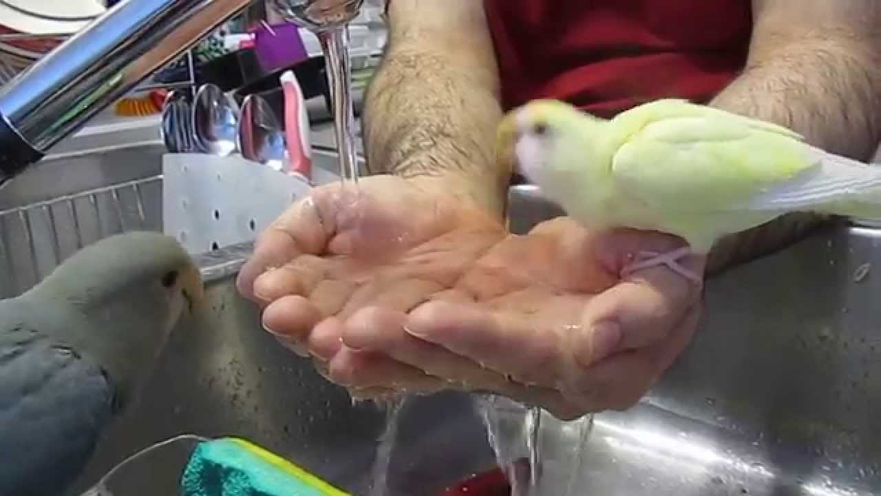 Fast Way To Tame Lovebird - Lovebird Mutations