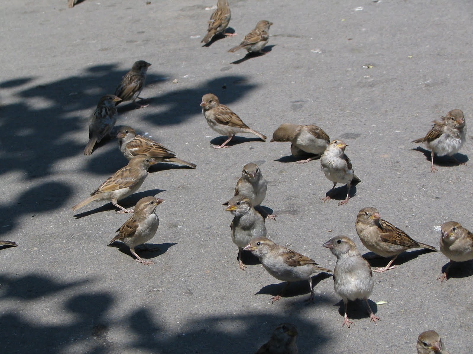 LA MULTI ANI, ROMANIA!: Vrabiute