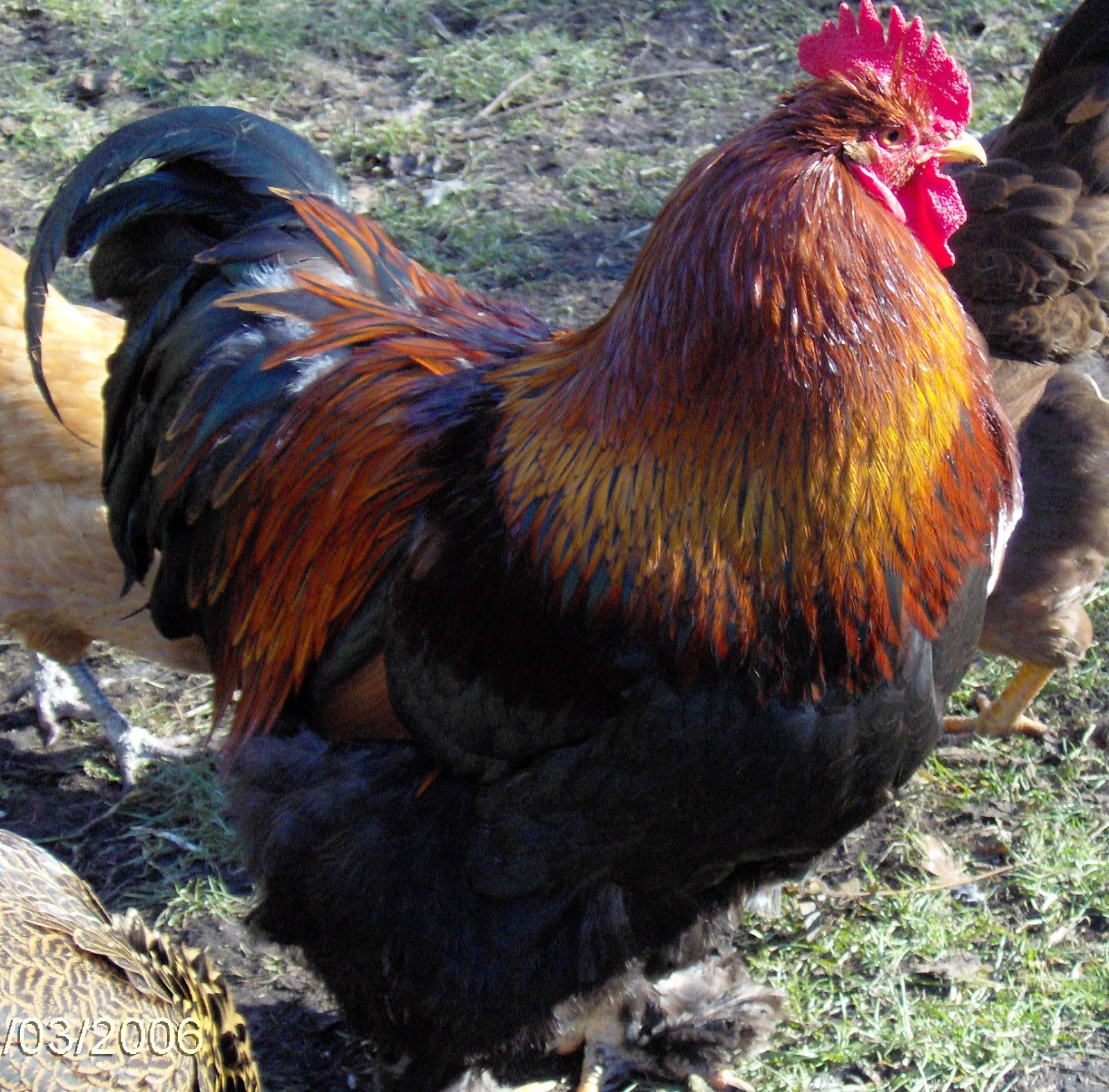 Aves Ornamentais Roehrs: Cochinchinas