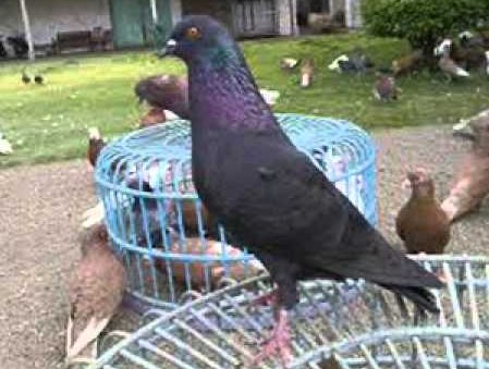 Gambar Burung Merpati Balap Terbang Tinggian dan Dasar Sprint Juara ...