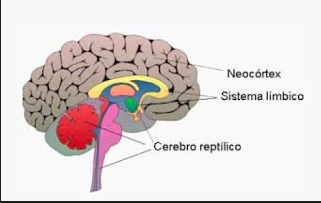 Mindfulness Atención Plena: Tres cerebros en uno... ¿cómo? (Parte 3 ...
