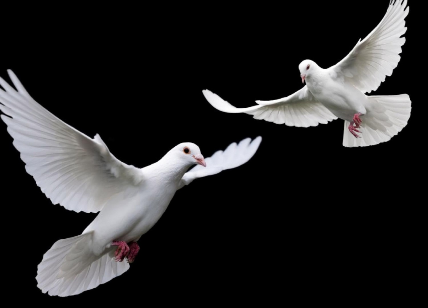 EKOGEO: MERPATI : BURUNG LAMBANG KESETIAAN