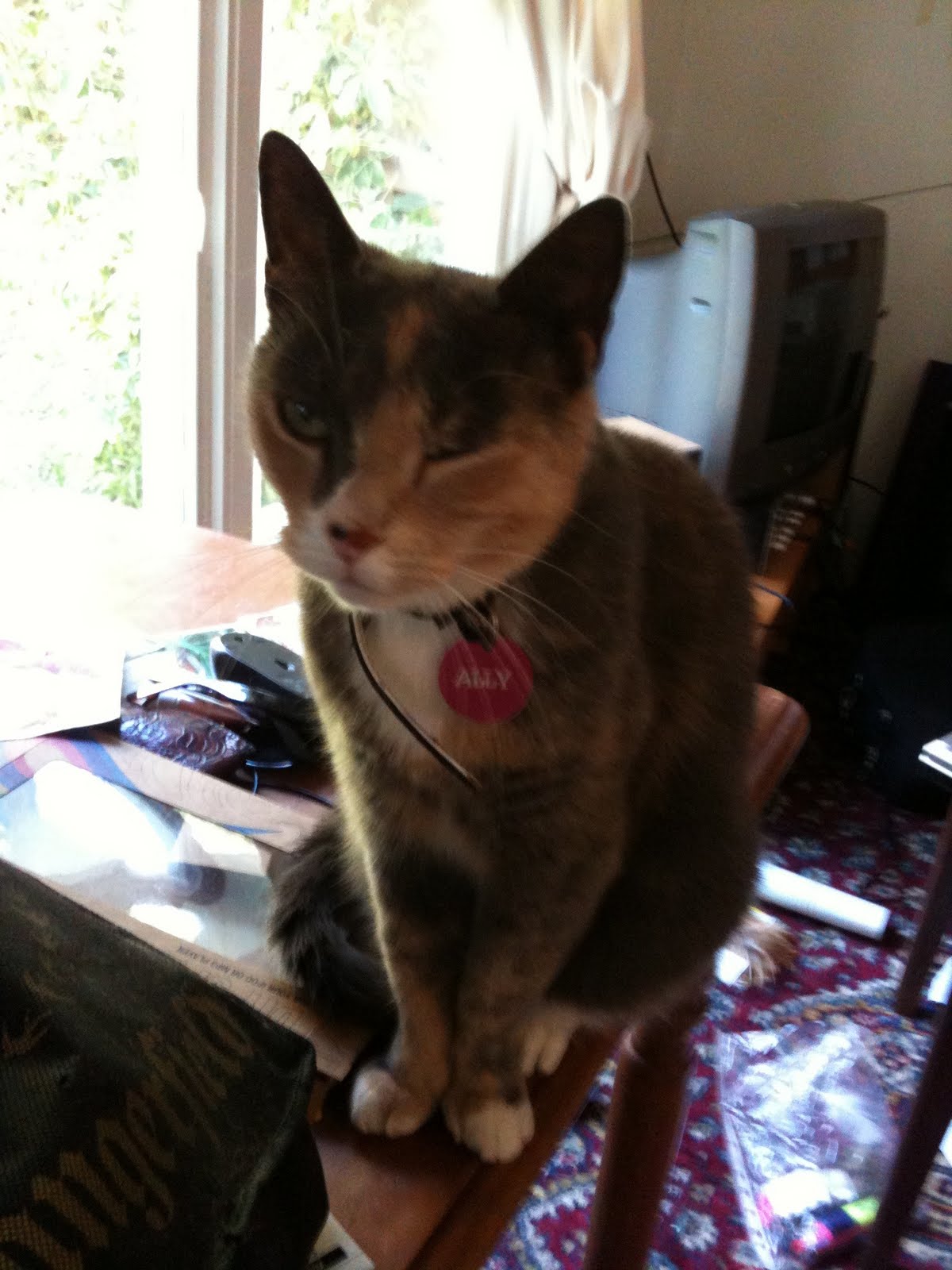 Captain Fluffy-Pants' Philosophy and Scribbles