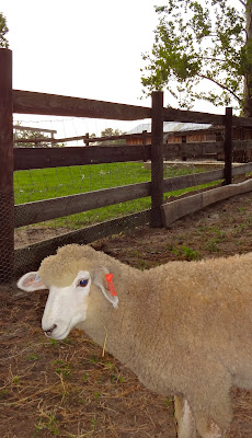 Shaky Tail Farm Animals: Interesting Facts about Sheep
