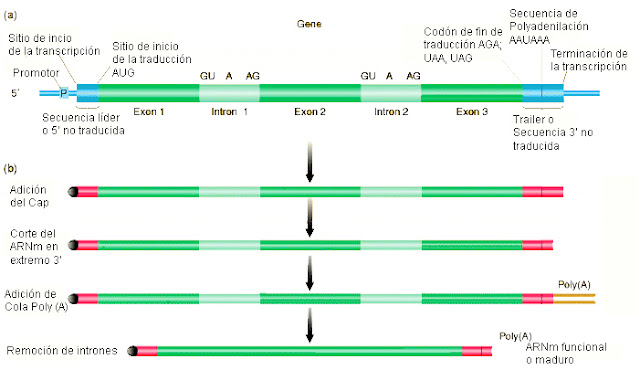 biologia molecular: 6.2 ORGANISMOS EUCARIOTICOS