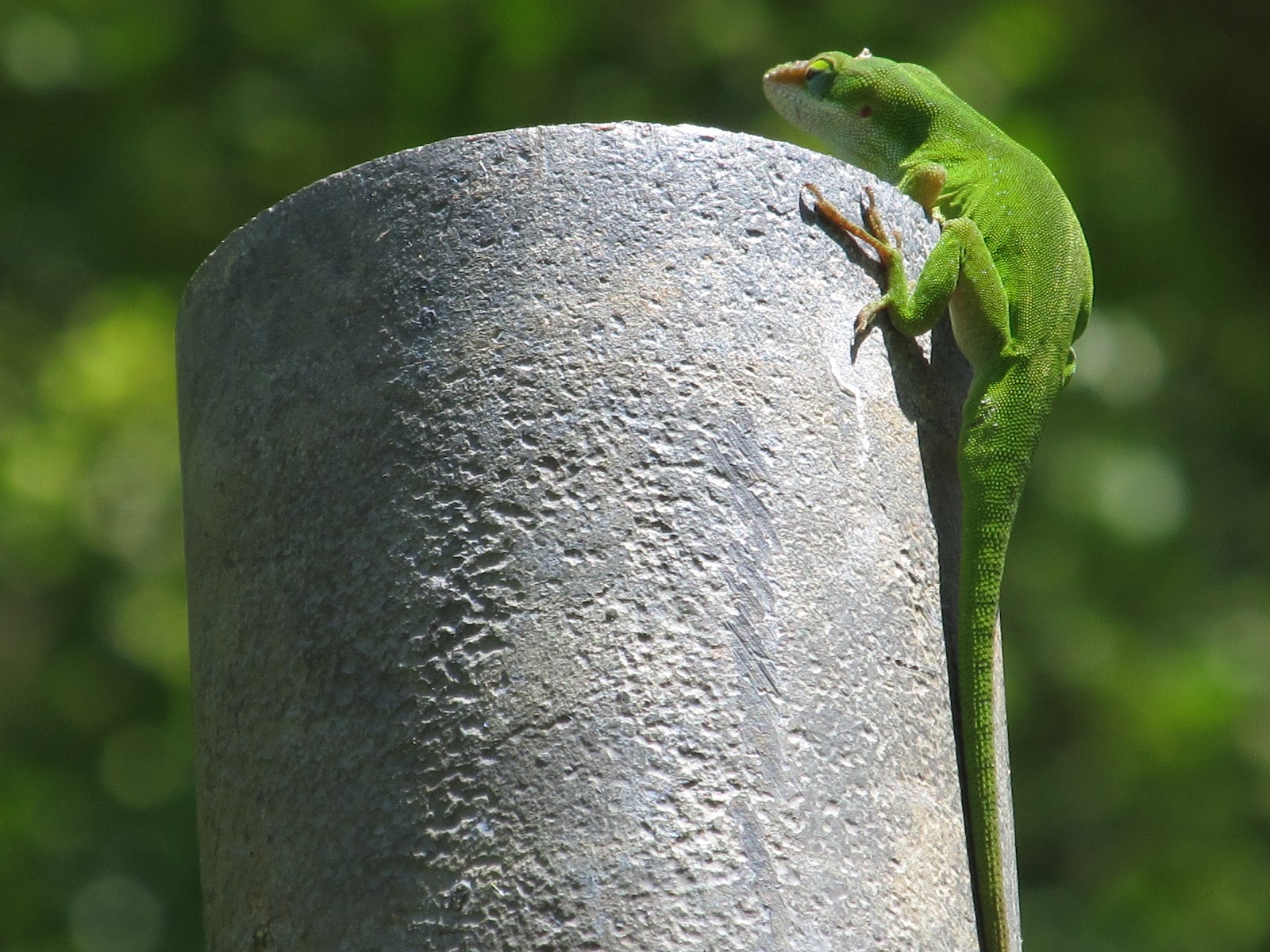 LEAPING LIZARD CAFE: LEAPING LIZARD CAFE
