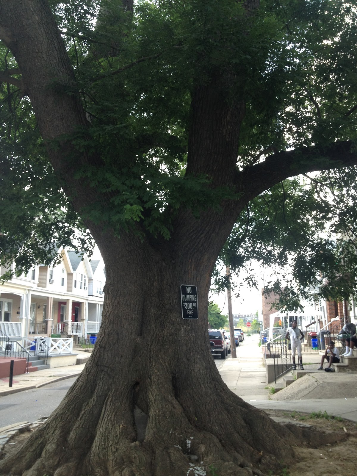 PHILLY TREES: BLUE MOON TREE HUNTS
