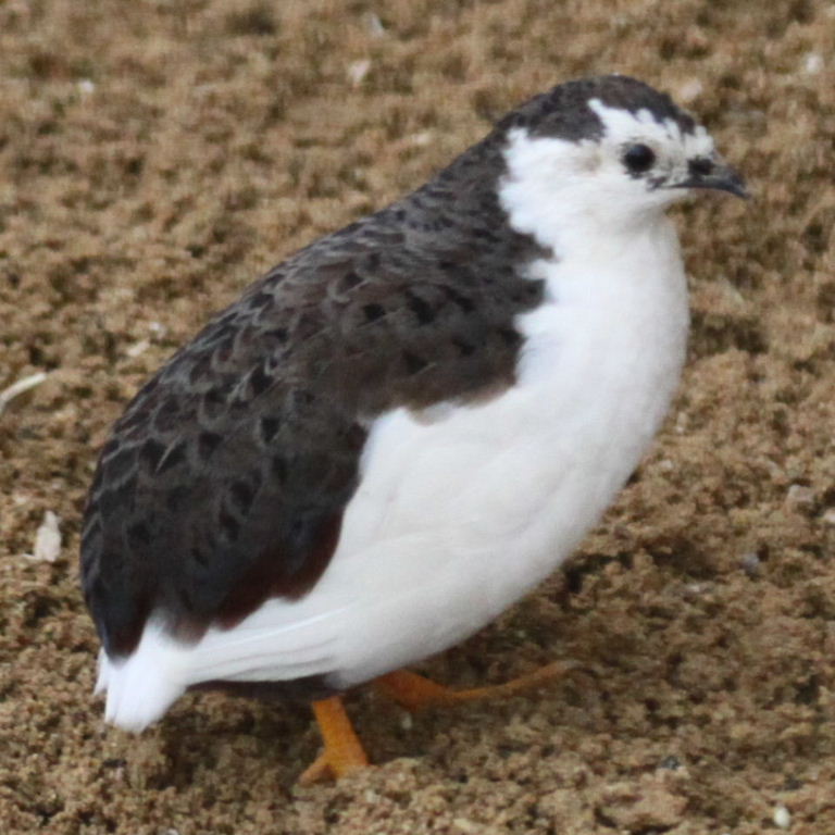 Gokugen.Net: Mengenal Macam Dan Jenis Burung Puyuh Di Dunia