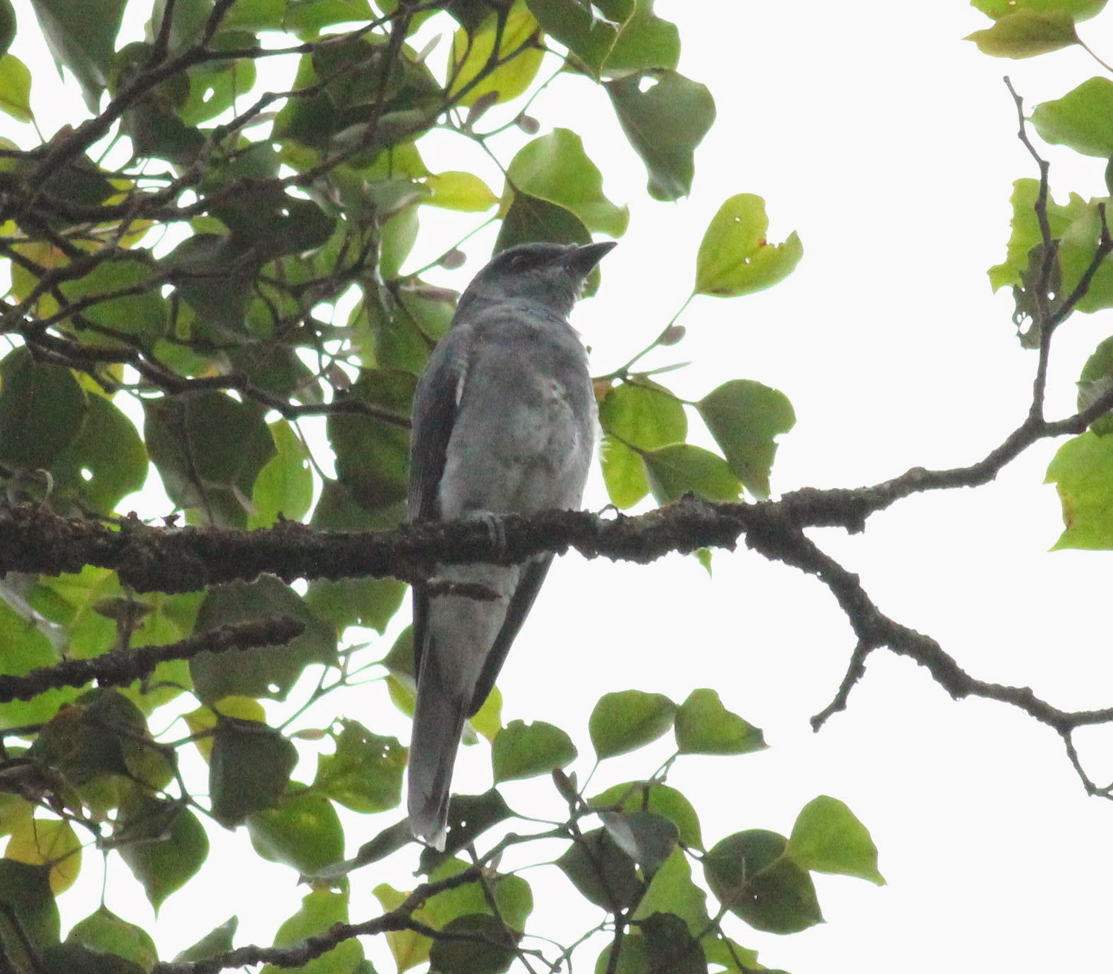 Ron-Nature-Adventures: Birds of Ulu Kali Mountain - May 2014