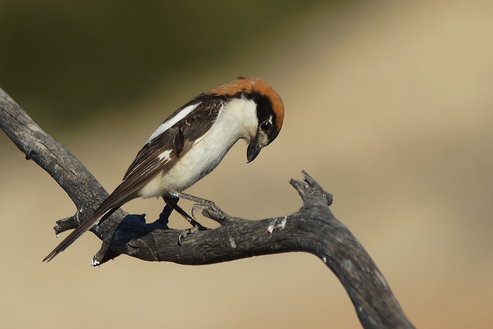Pasión por las aves: Alcaudón común.(Lanius senator)