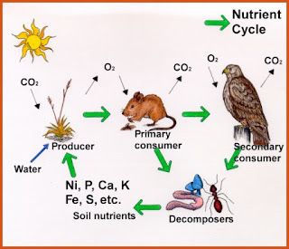 Applications of Biological Sciences: Reflection Questions