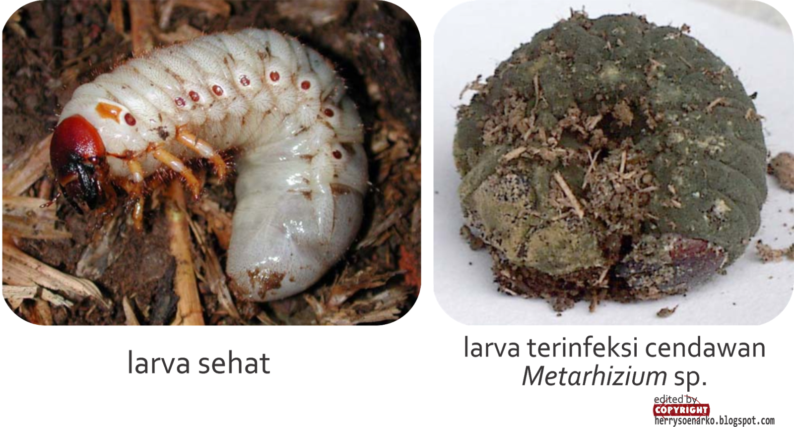 RIDHO AL AMIN: hama tanaman