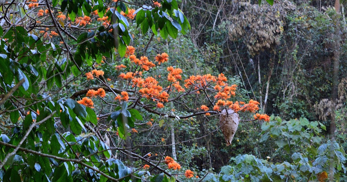 Poro Flowering Tree and Wasp Nest