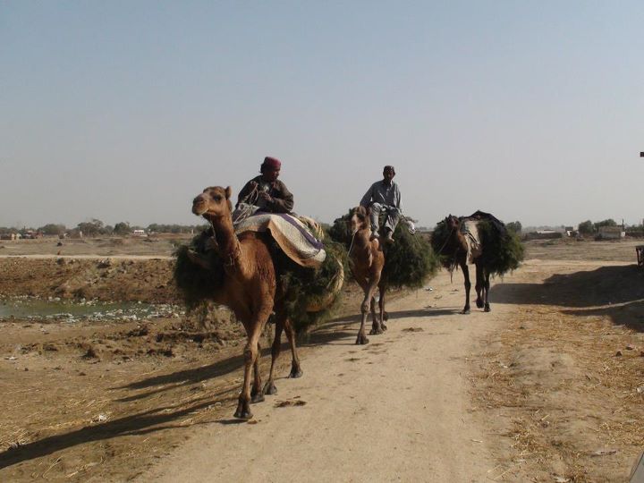 Boots and Laces: Insights of Seraiki Belt (Southern Punjab) and Seraiki ...