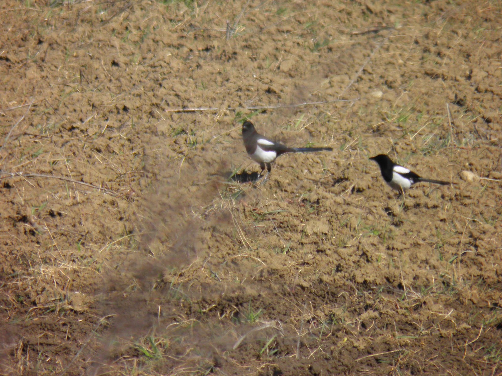 PASARI DIN ROMANIA: COTOFANA, Pica pica