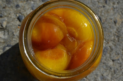 kale and kumquats: Ginger-Plum Fruit Kvass