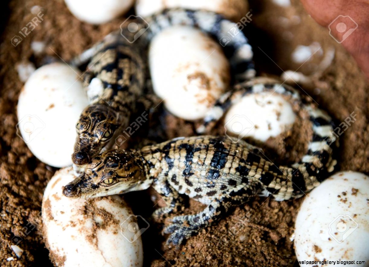 Baby Crocodile Hatching | Wallpapers Gallery