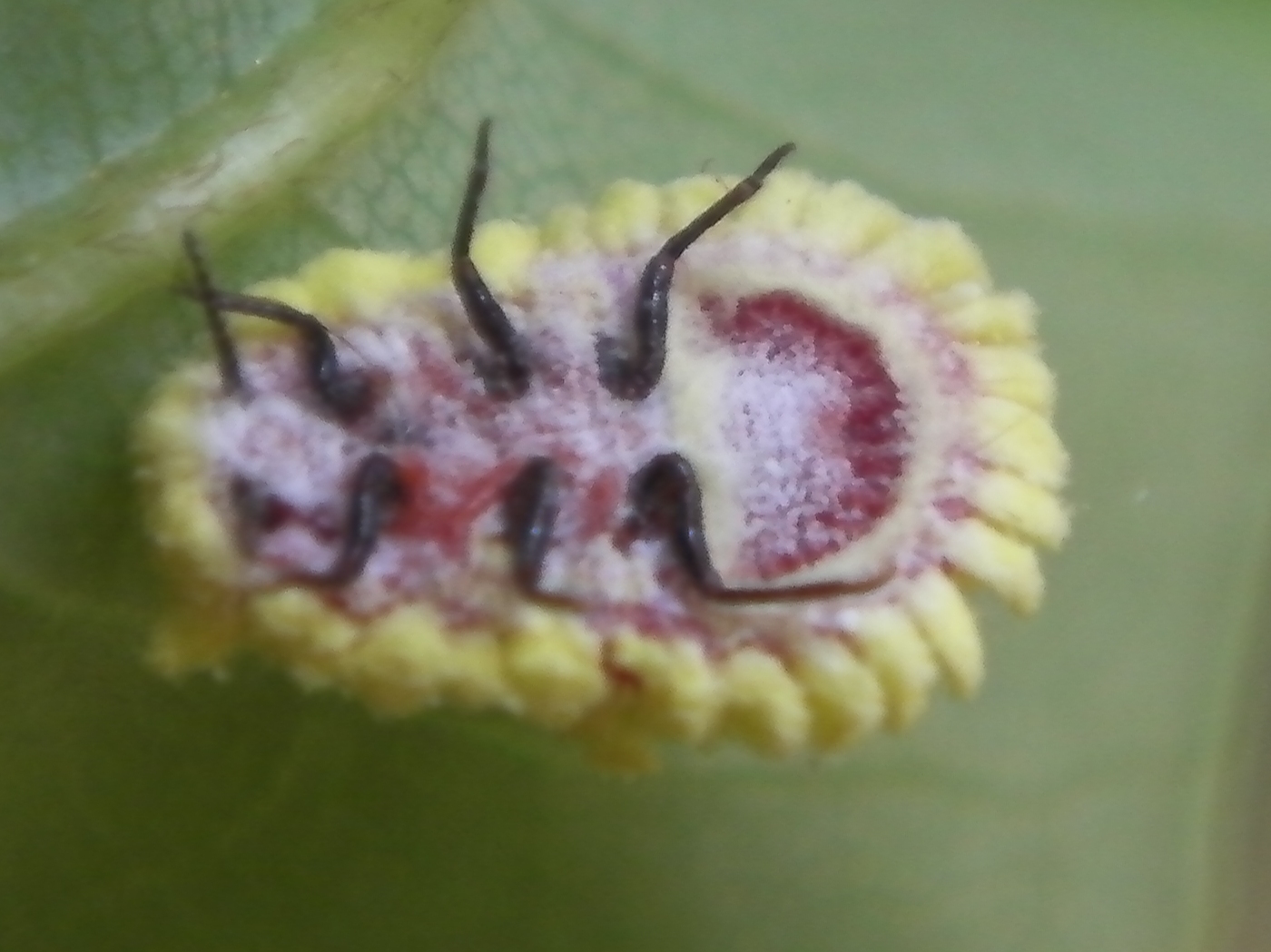 Quaoar Power Zoo: mealybug (Icerya sp.) - Montezuma, Costa Rica