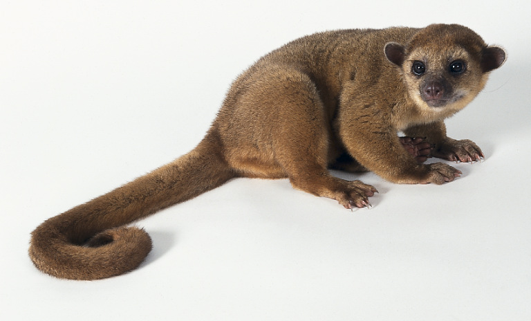 Amanda's BrainWorks: Kinkajou, More Like Kinka-Cute
