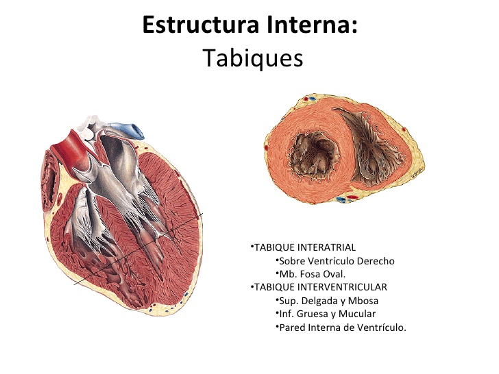 ENFERMERÍA: CARDIOLOGÍA: Anatomía del corazón