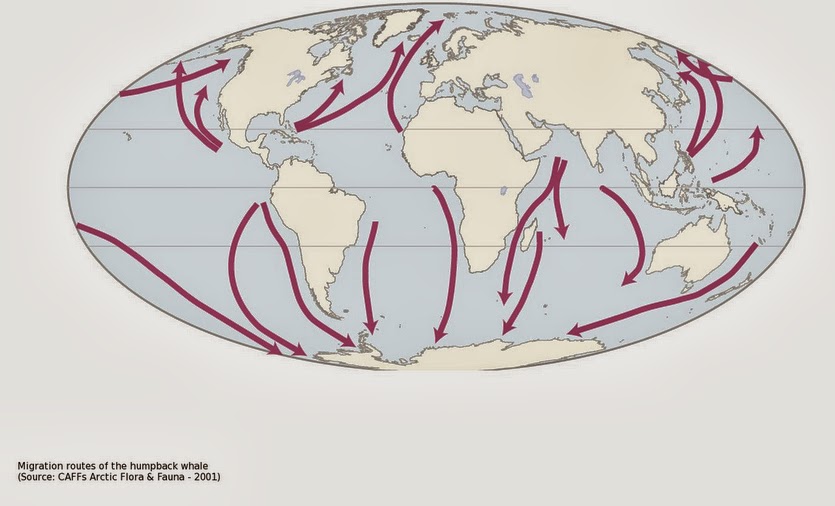 Traveler at Sea: Traveler Migration
