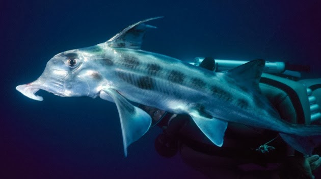 The Meniscus: News Trip! Science on the Ancient Seas