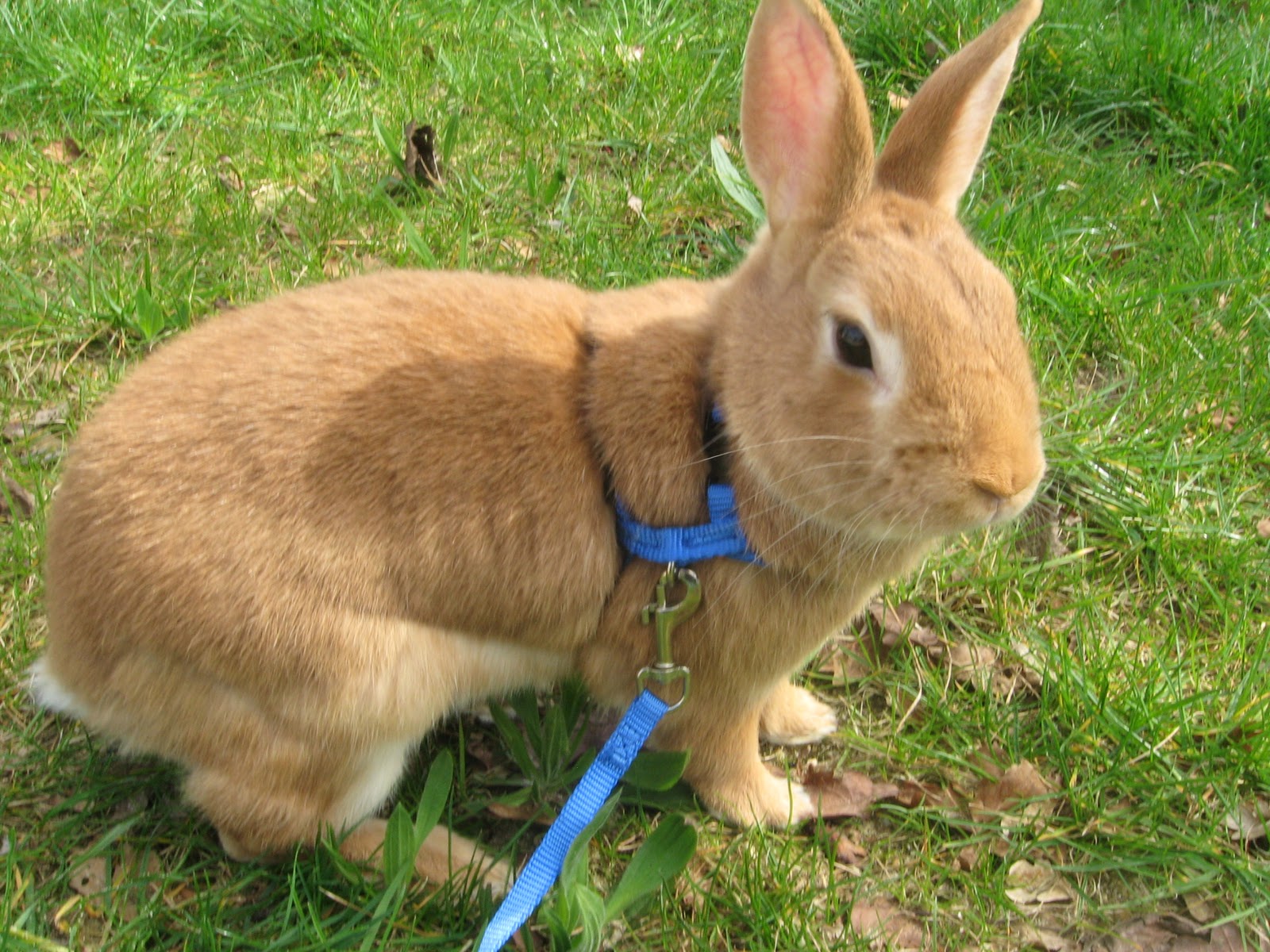 Uniflame Creates: Meet the rabbits