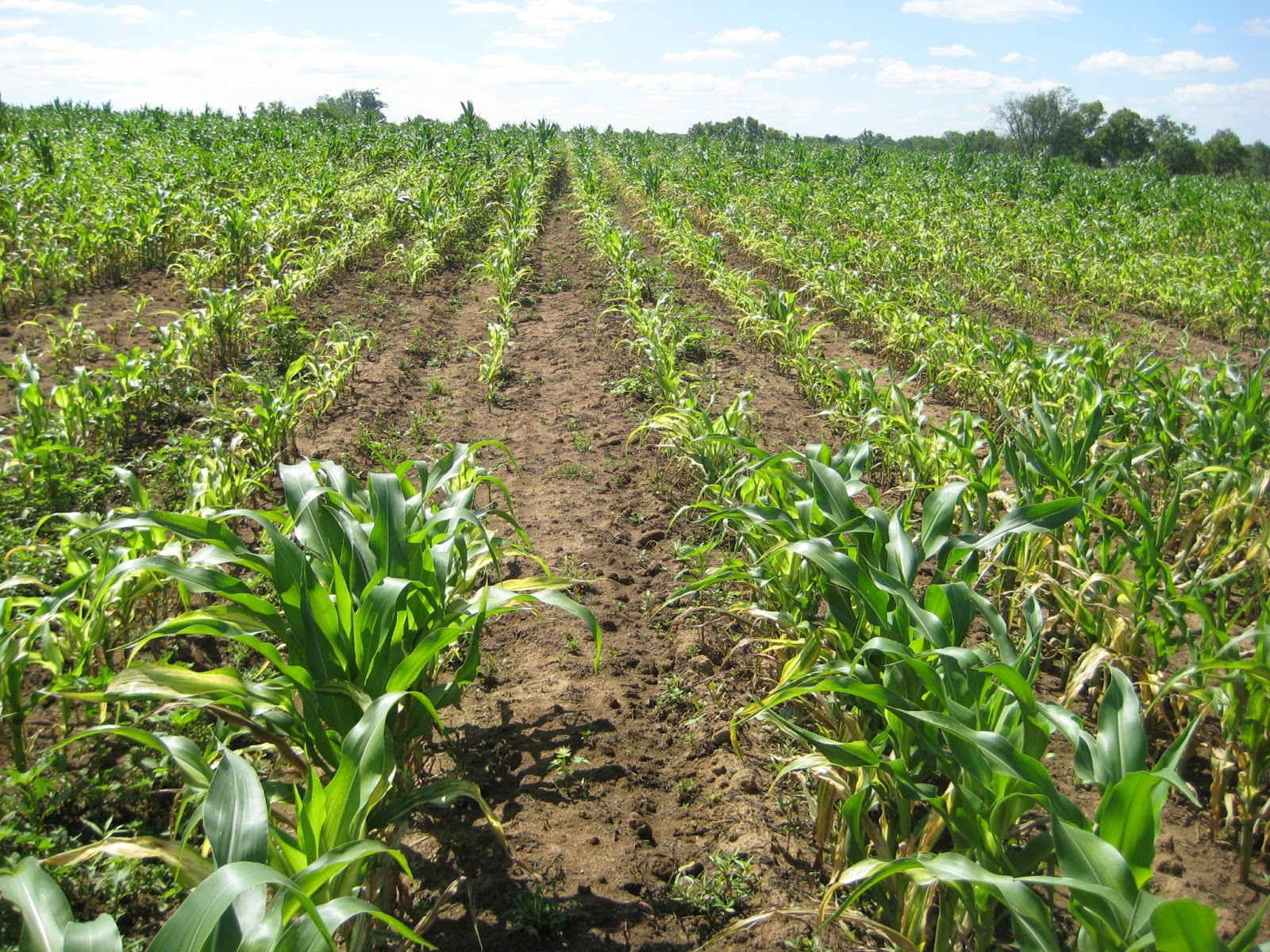 Grain Crops Update: Resist Mudding in Corn... or at Least Try to ...