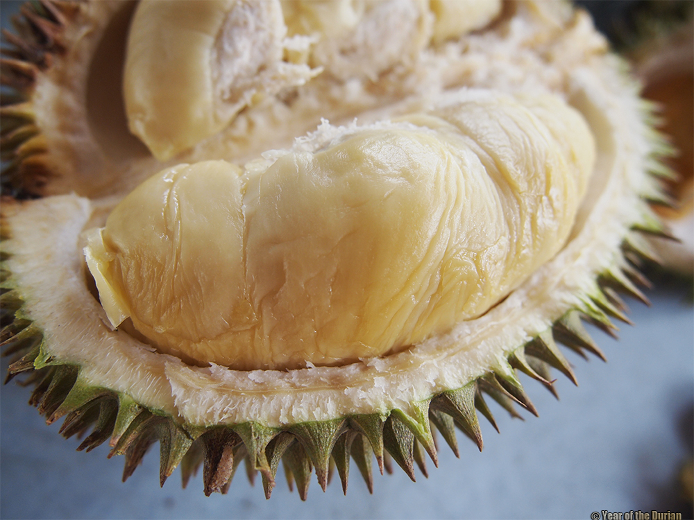 10 Jenis Durian Yang Ada Di Malaysia - Life's a treat