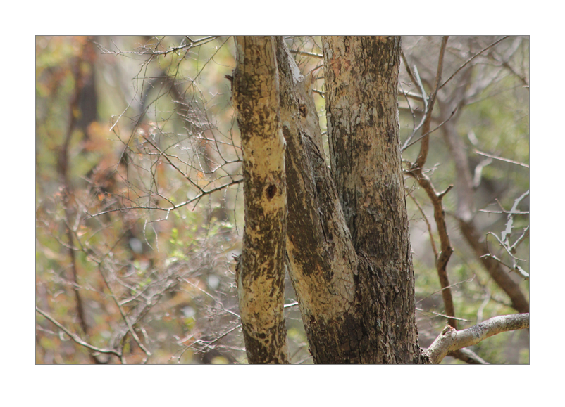 The Ridou Report: Today's Walk - (Subtle) Trees at Angophora Reserve