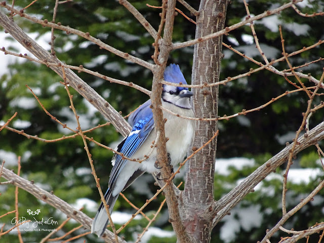 Jays In Japanese Larch 7 Blue Jay Photos - ArtByJudieAnn