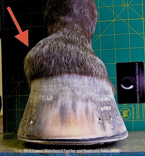 Fran Jurga`s Hoofcare + Lameness: ON THE (Ringbone) CASE: One-Piece ...