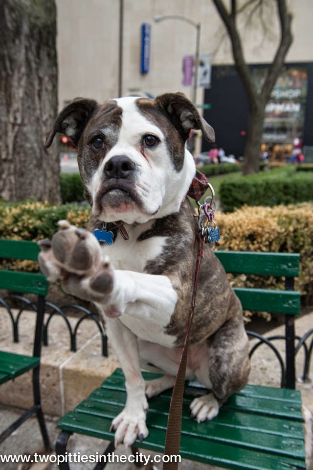 Two Pitties in the City: City Dog: The Dog Trick We Never Expected to ...