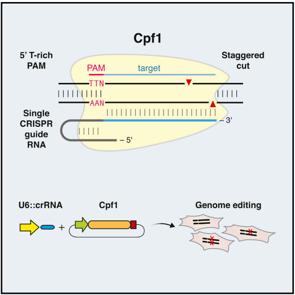 New Gene Editing tool: Crispr-Cpf1